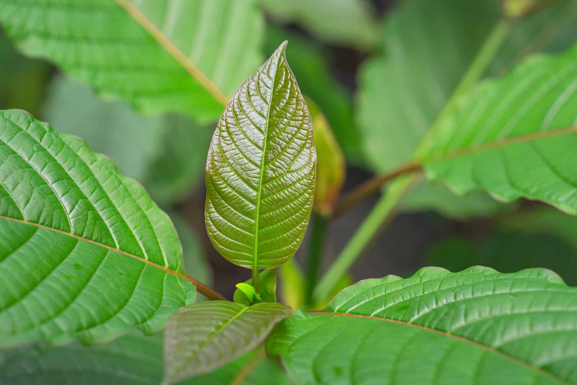 Super Indo Kratom: Review, Benefits, Effects, and Potency Guide