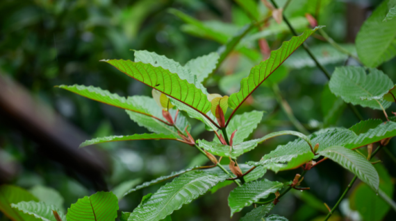 What Is Pure Leaf Kratom? Benefits, Shelf Life & Alternatives