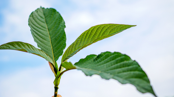What Is Pure Leaf Kratom? Benefits, Shelf Life & Alternatives
